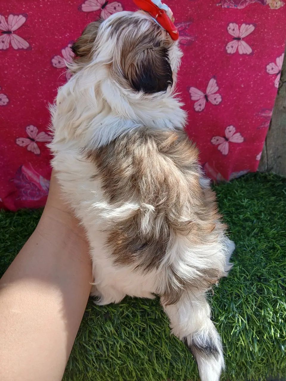 Shitzu fêmea mini tricolor lindíssima - Cachorros - Residencial Maria ...