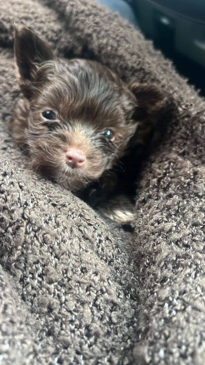 Yorkshire micrisdima chocolate 2.300.00 - Cachorros - Sul (Águas Claras ...