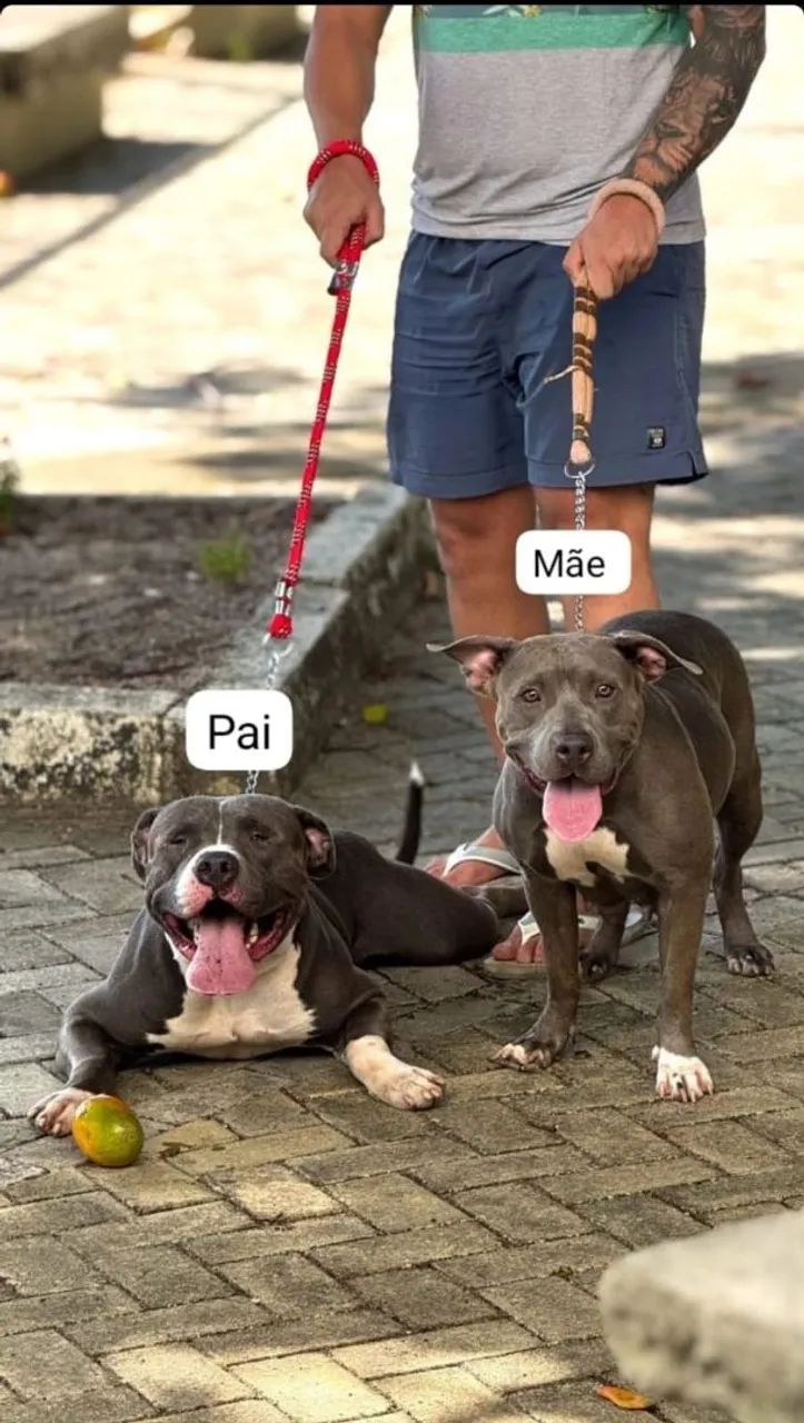 FILHOTES DE AMERICAN BULLY(STANDER) - Cachorros - Aeroporto, Fortaleza ...