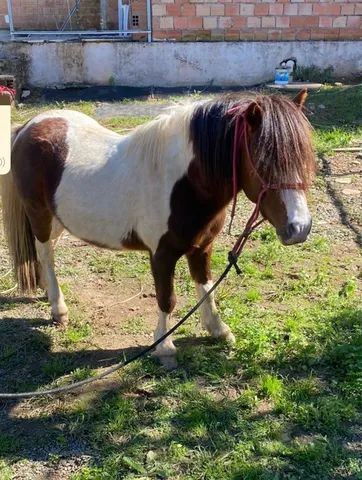 "mini poneis" no Brasil