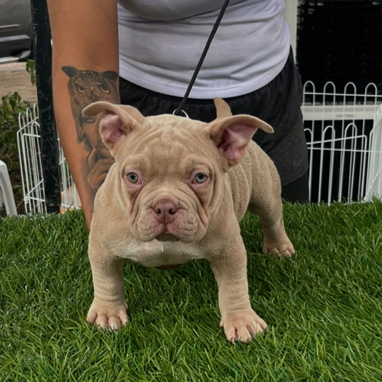 "filhotes de american bully" - Cachorros no Brasil
