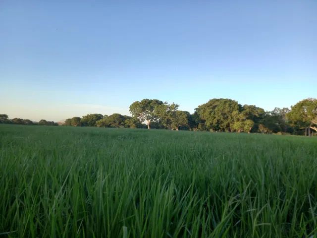 "fazenda 300 hectares" no Brasil