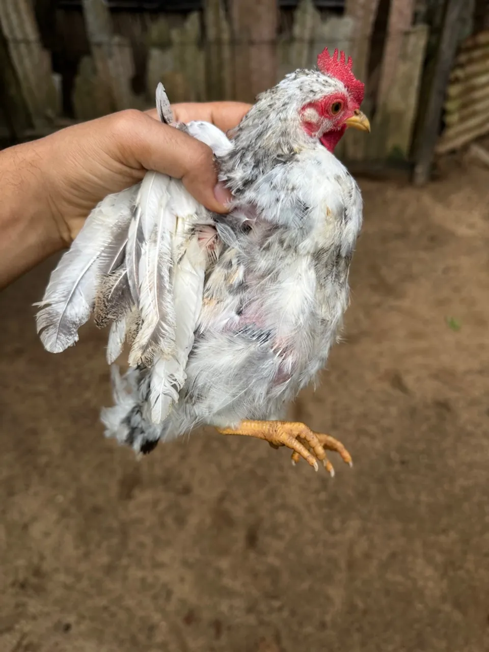 "mini garnizes" no Brasil