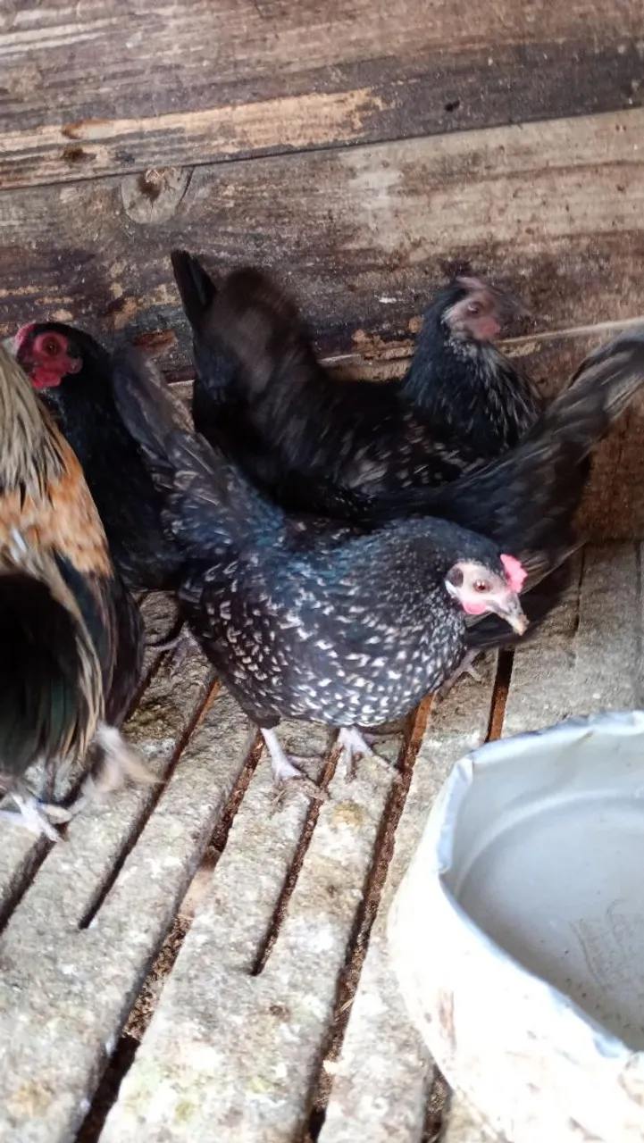 "garnizes nagasaki" no Brasil