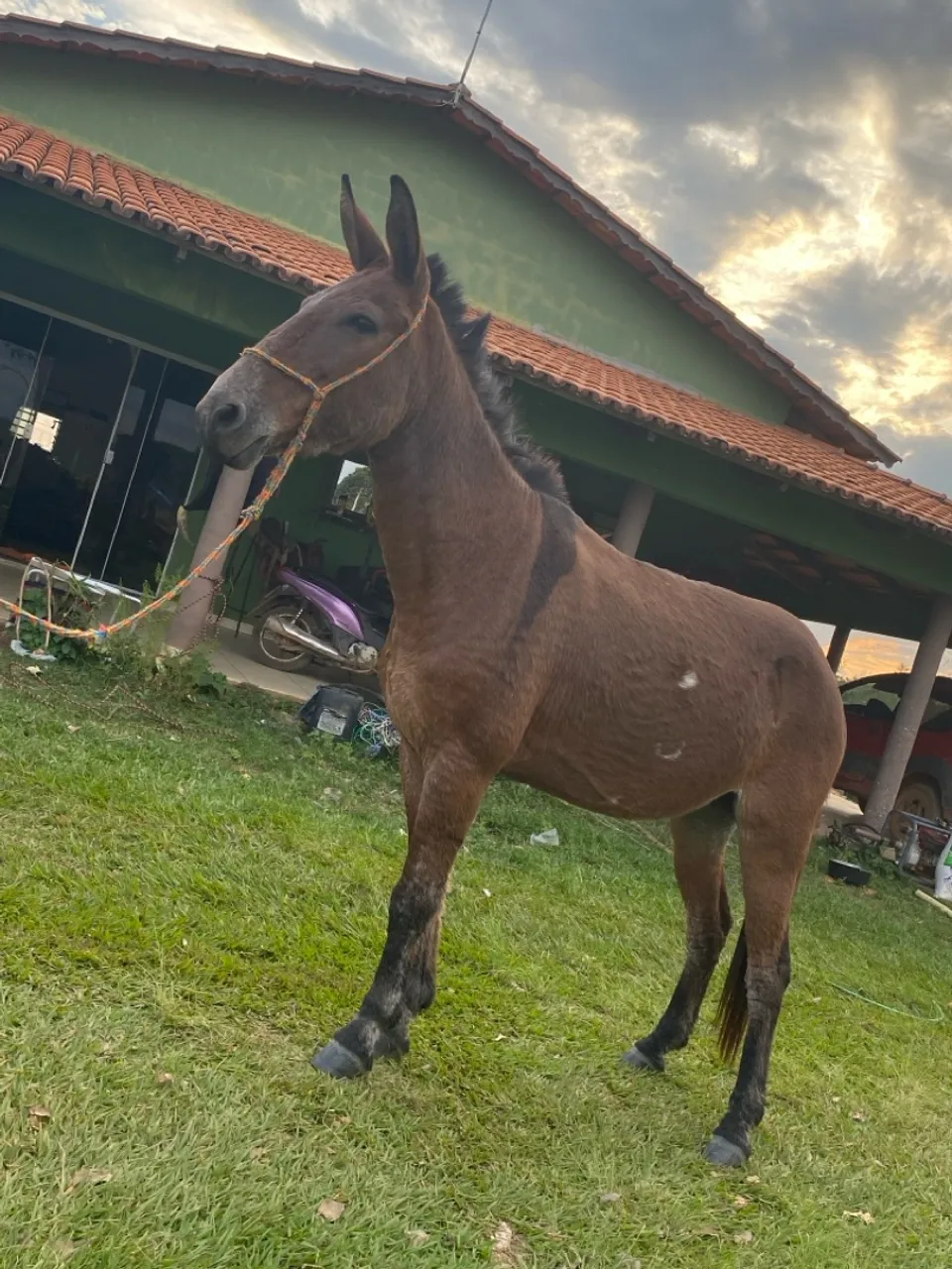 "uma mula" no Brasil