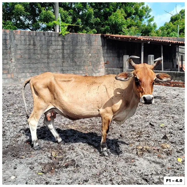 "mini vaca" - Animais para agropecuária no Brasil