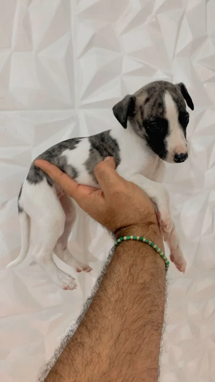 "filhote galgo" - Cachorros no Brasil