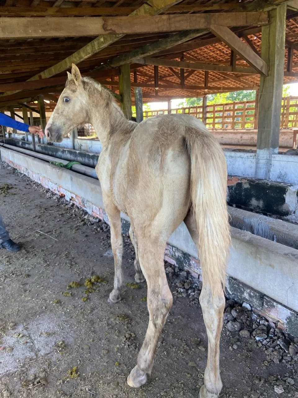"potros e potras" no Brasil