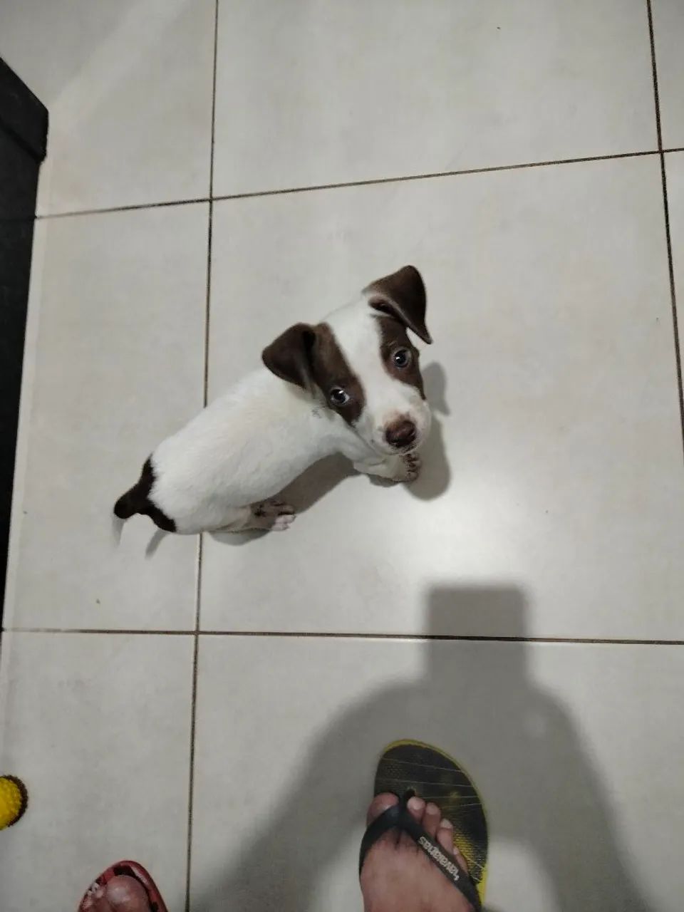 Jack Russel terrier 55 dias olhos verdes rsrs - Cachorros - Jardins ...
