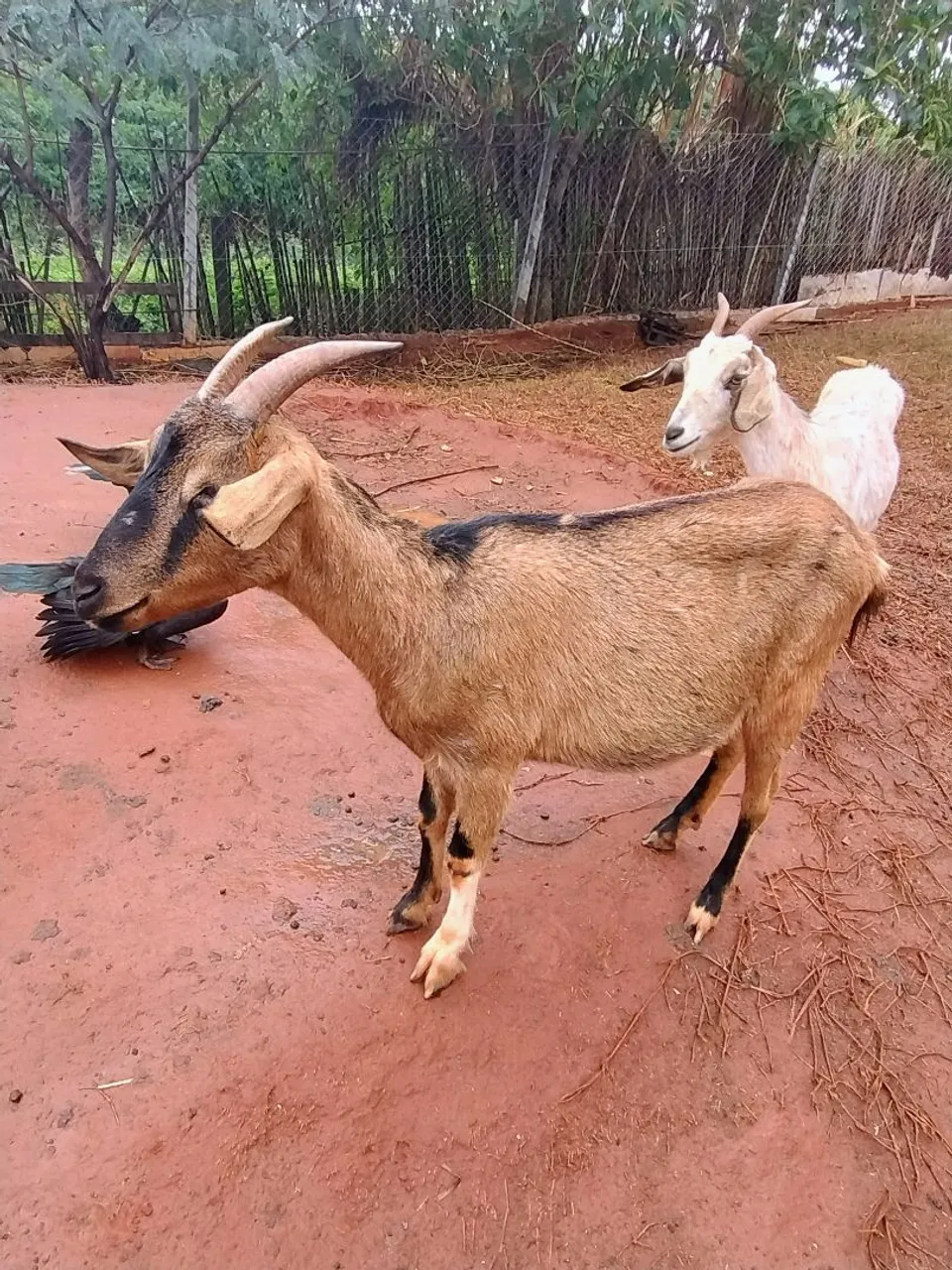 "bodes e cabras" no Brasil