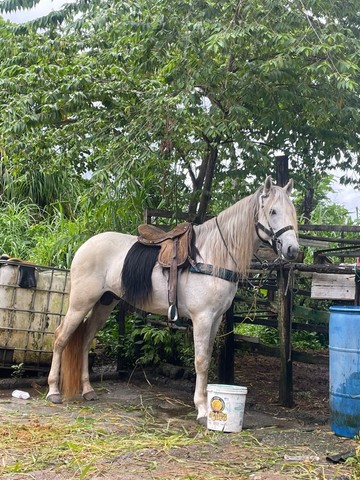 Cavalo ponem | +11 anúncios na OLX Brasil