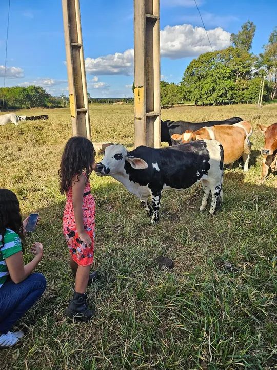 "mini vaca" - Animais para agropecuária no Brasil