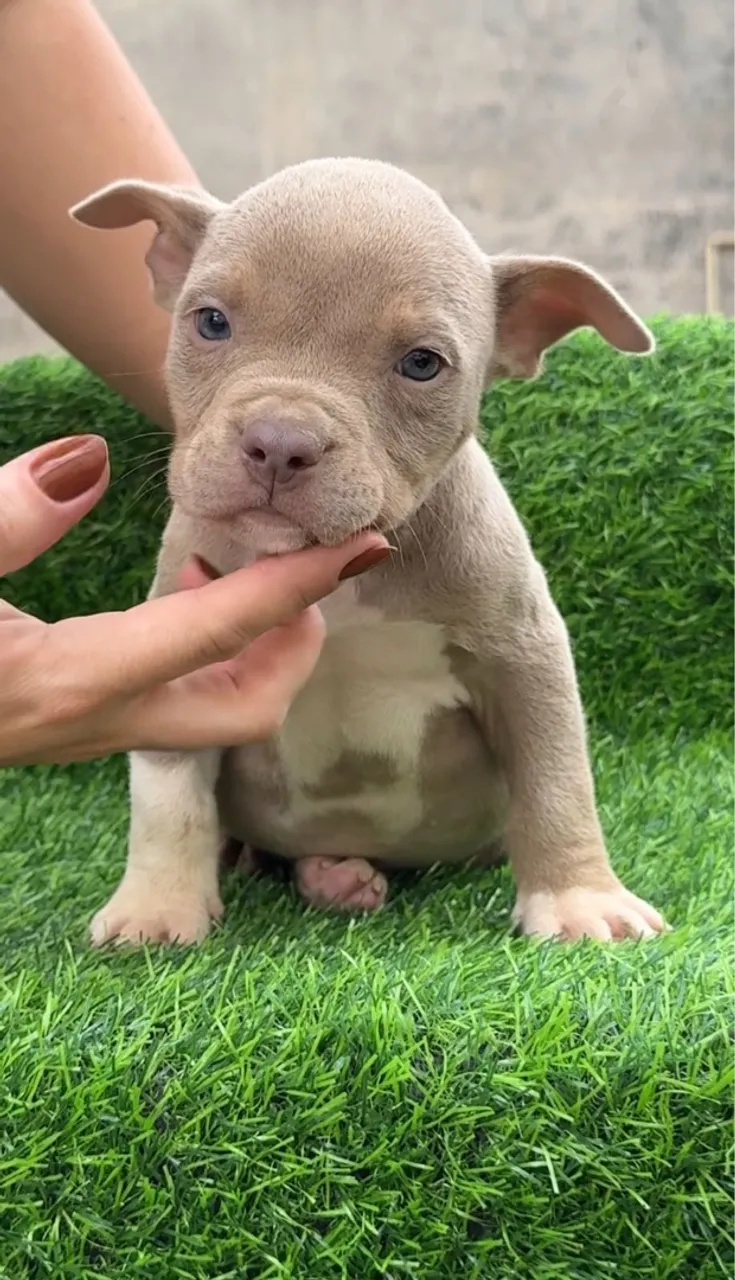 "filhotes de american bully" - Cachorros no Brasil