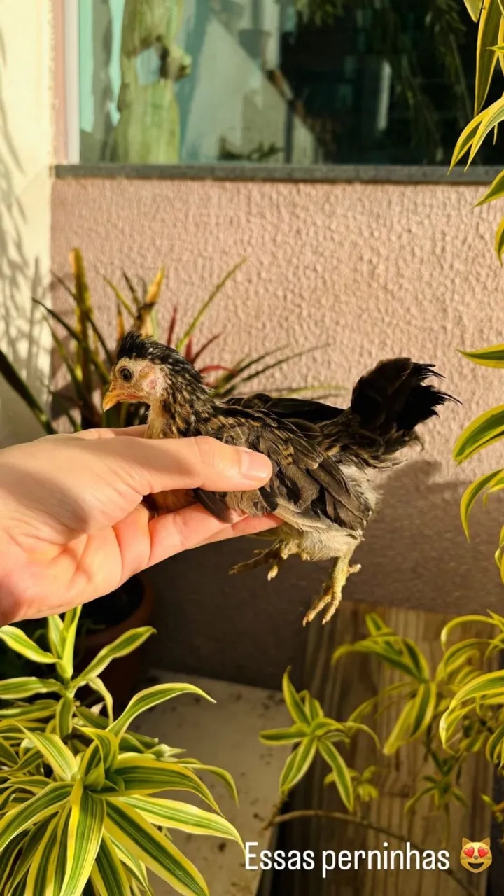 "mini garnizes" no Brasil