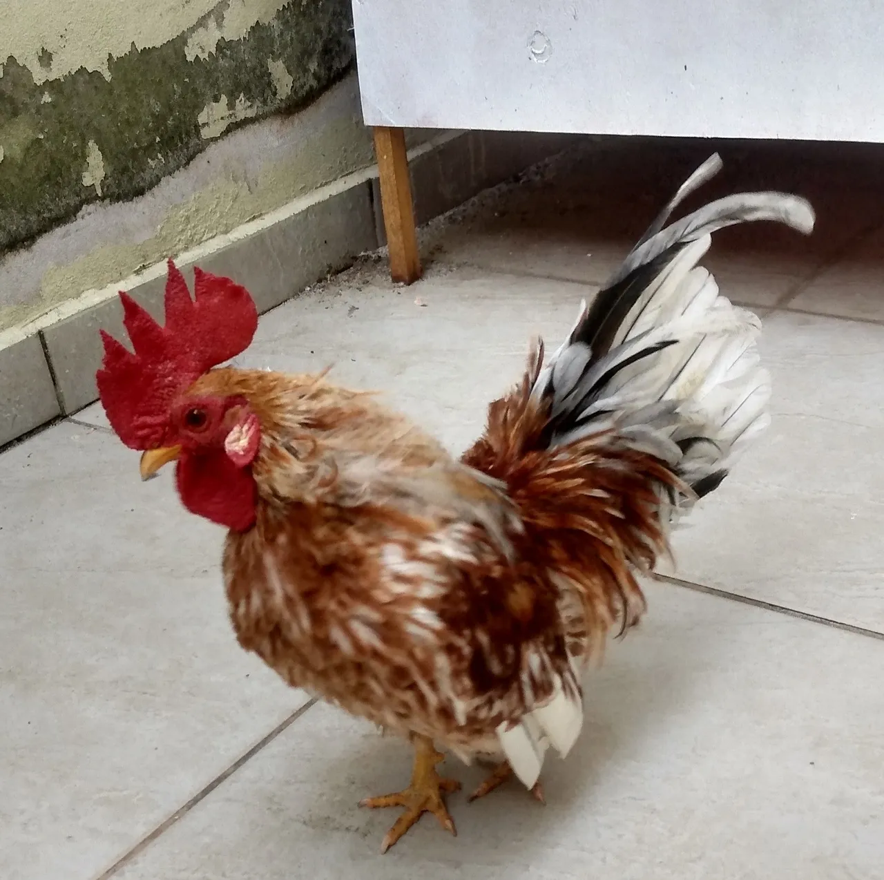 "garnizes nagasaki" no Brasil