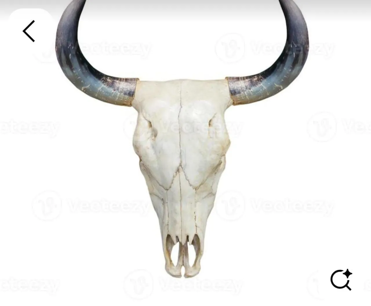 "cranio de boi" no Brasil