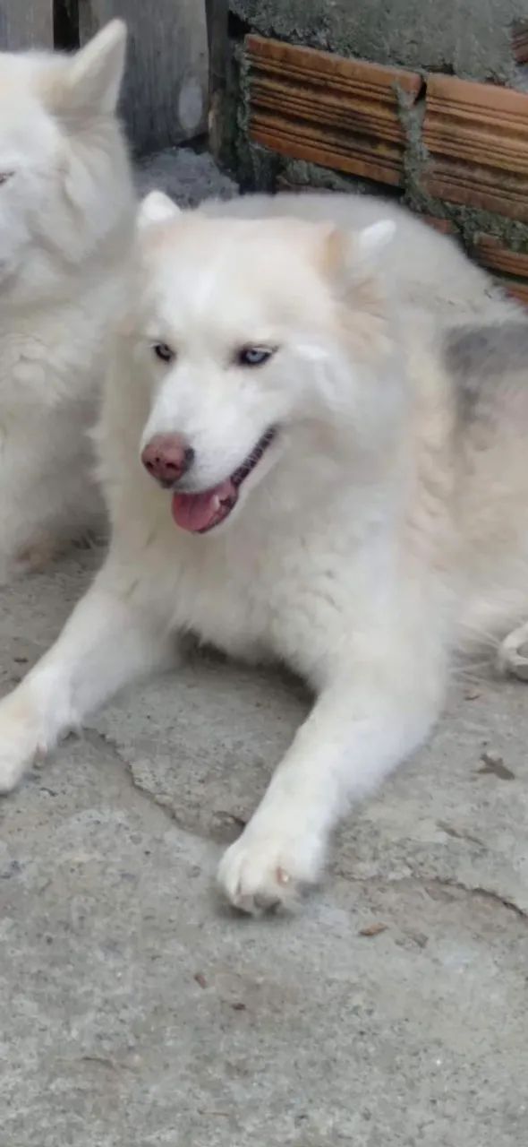 husk siberiano - Cachorros - Imbituba 1468251821 | OLX