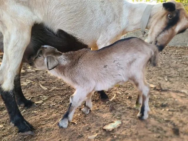 "bode filhote" no Brasil