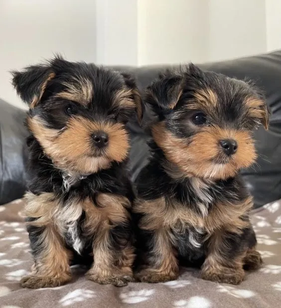 "yorkshire terrier mini" - Cachorros no Brasil