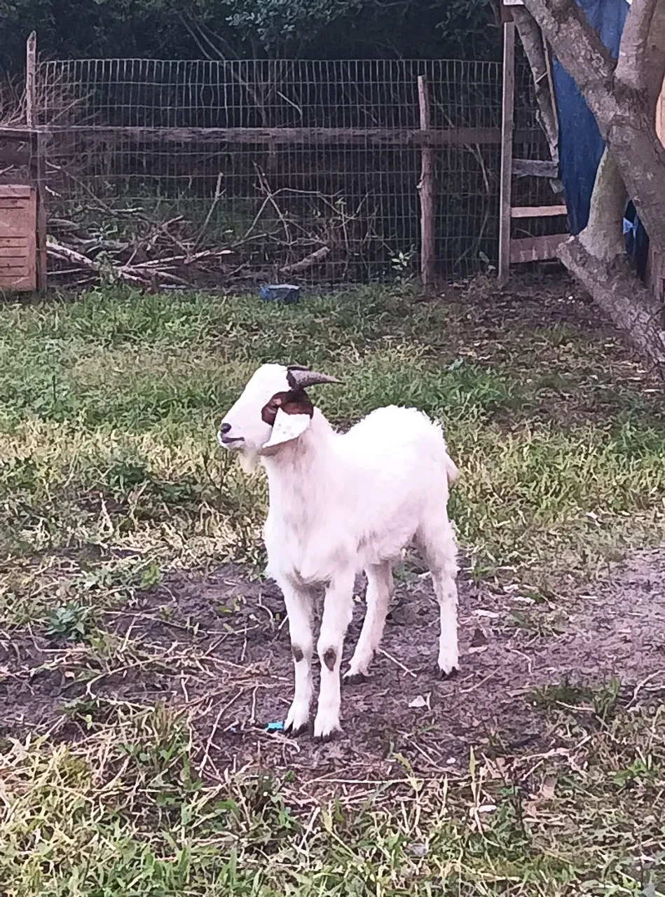 "cabrito bode" - Outros animais no Brasil