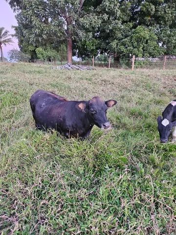 "mini vaca" - Animais para agropecuária no Brasil