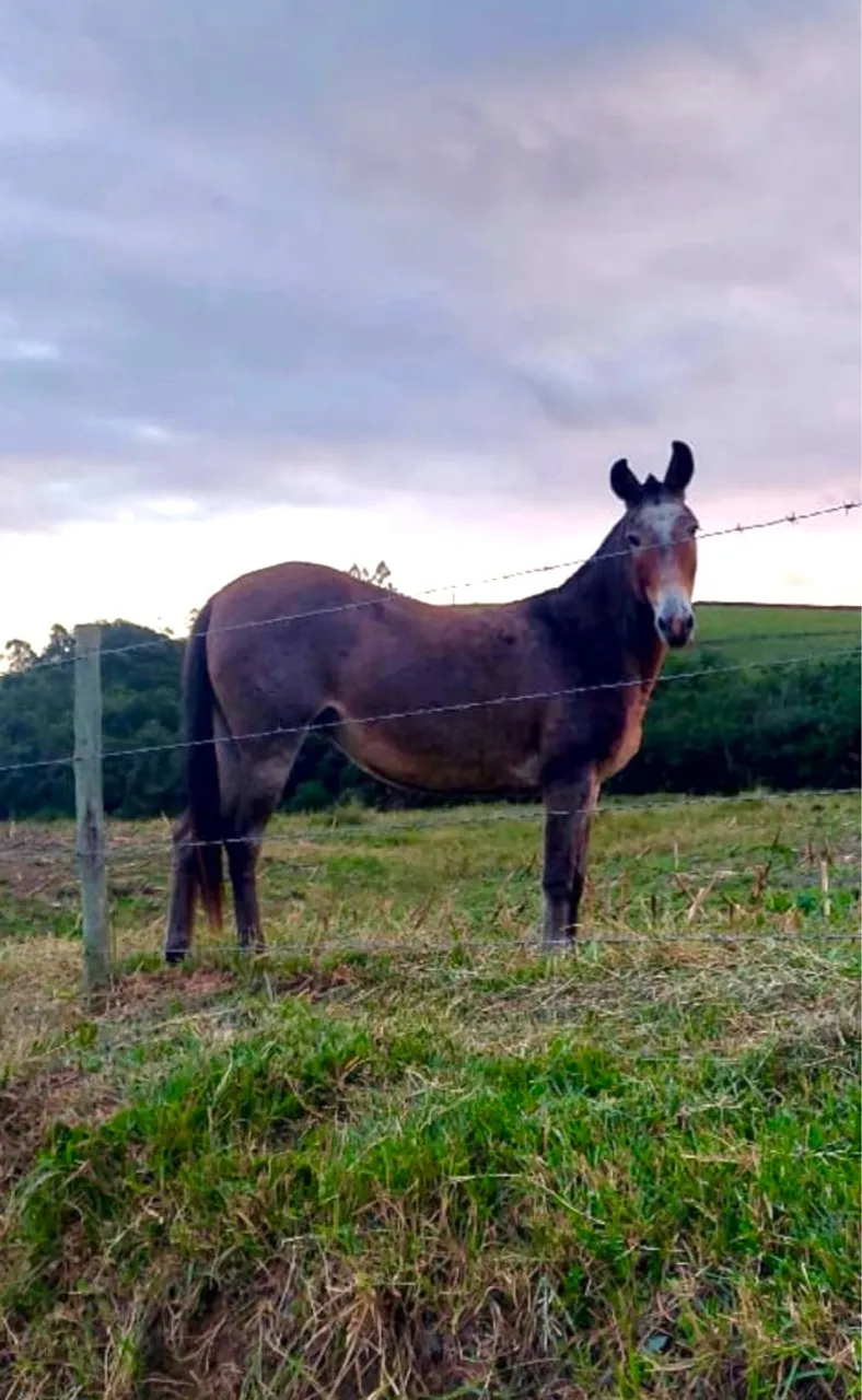 "uma mula" no Brasil