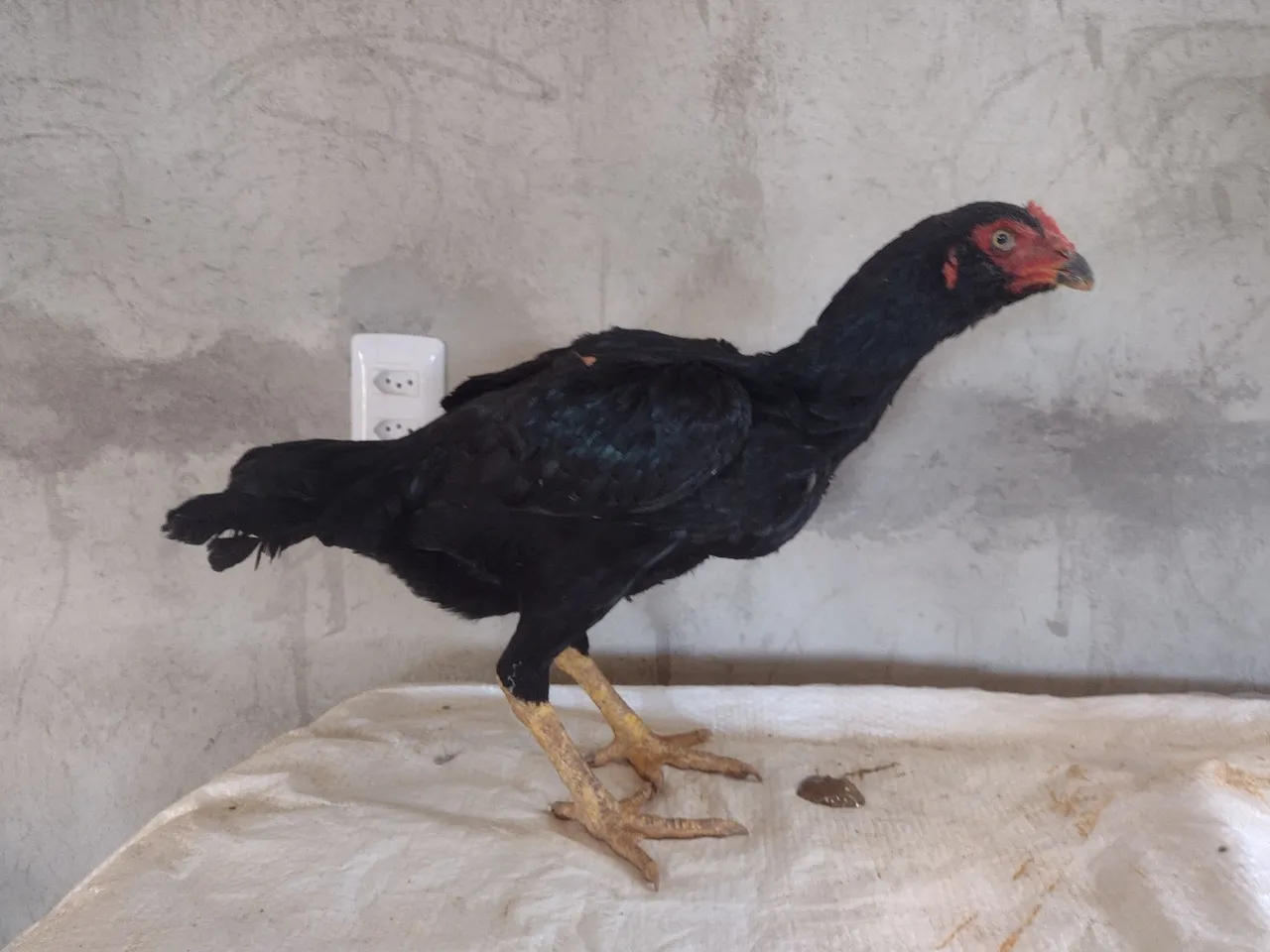 "galinha galize" no Brasil