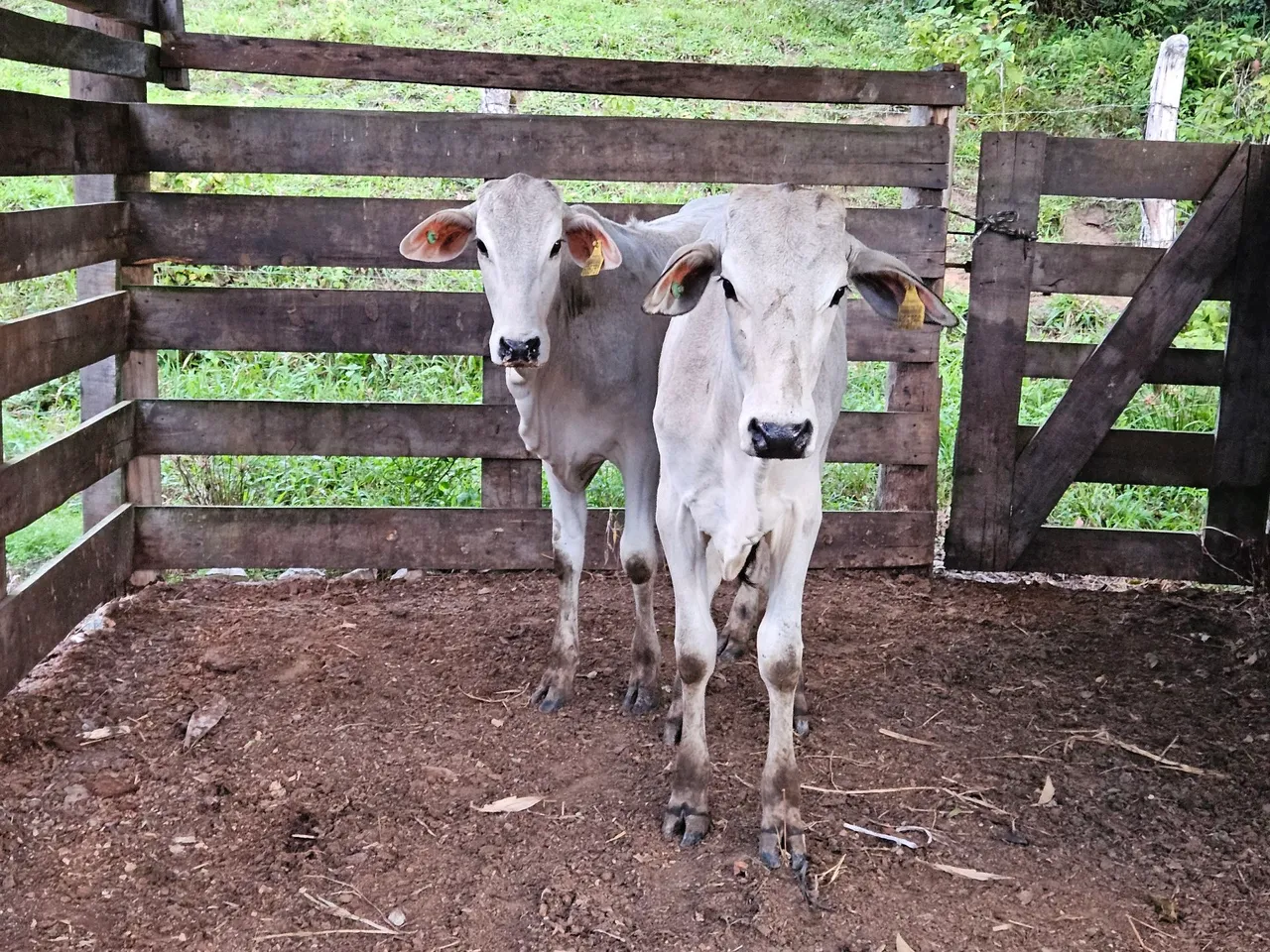 "bezerro nelore" - Animais para agropecuária no Brasil
