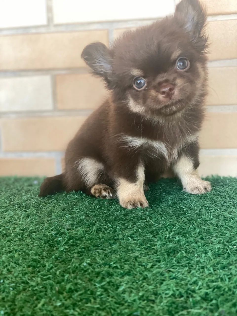 Filhote de Chihuahua Macho chocolate- Fofo e Charmoso - Cachorros ...