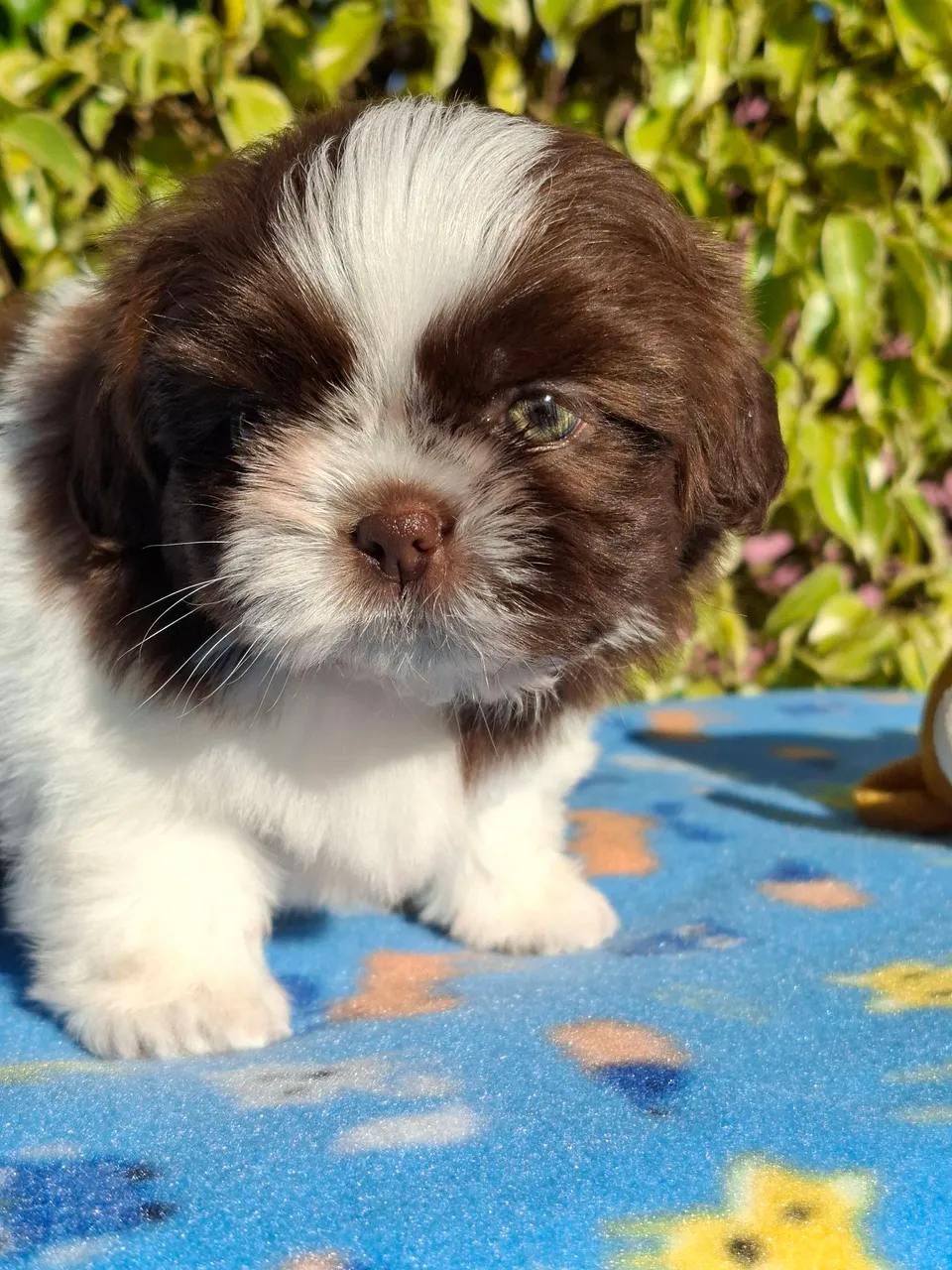 "shih tzu macho" - Cachorros no Brasil