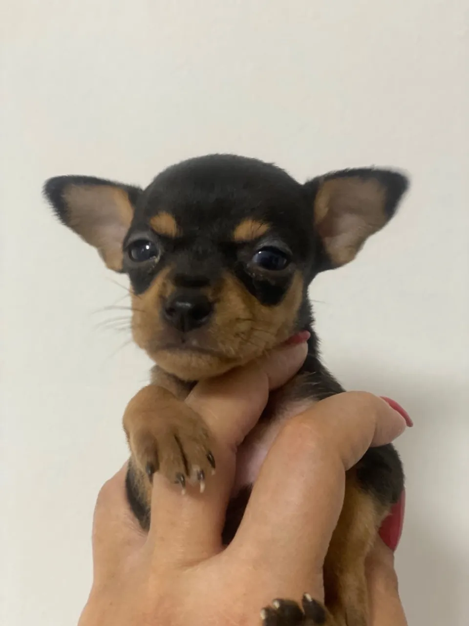 "pinscher 00 miniatura" - Cachorros no Brasil