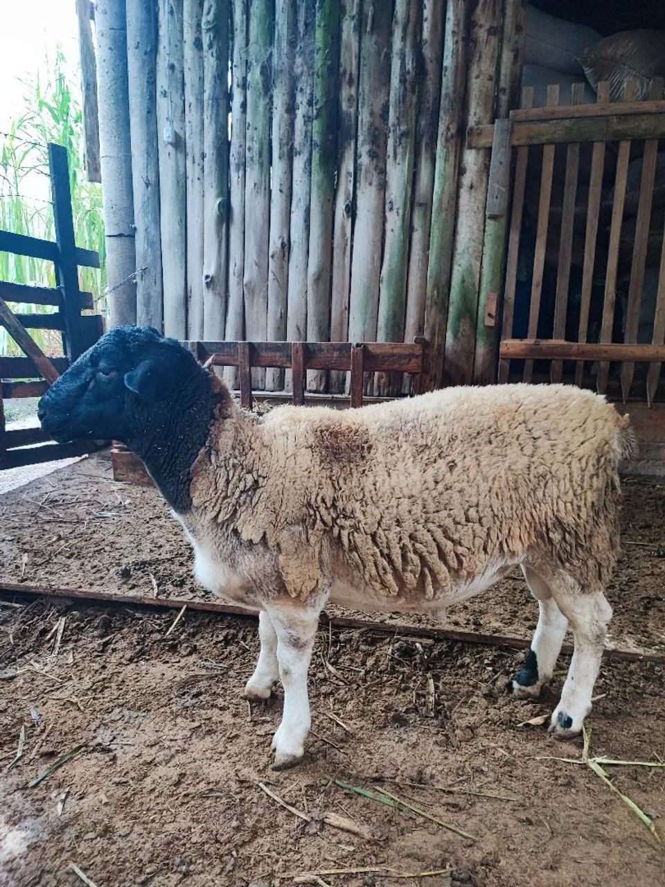 "carneiros dorper" no Brasil