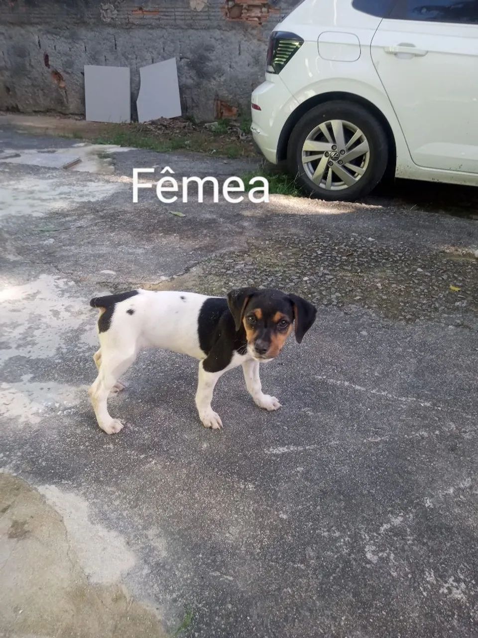 Filhote de Cachorro Fox Paulistinha - Cachorros - Jardim Guandu, Nova ...