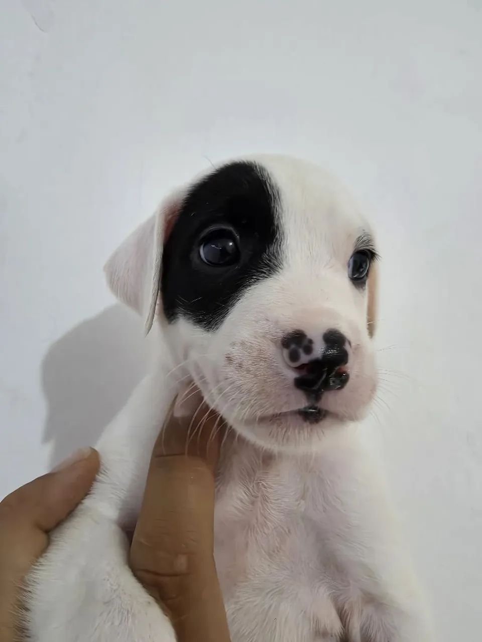 Filhotes SRD adoção - Cachorros - Taguatinga Norte (Taguatinga ...