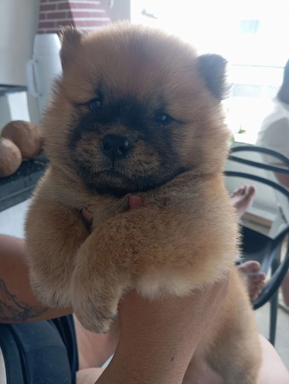 Lindos filhotes de Chow Chow premitivo Língua roxa - Cachorros - Ibura ...