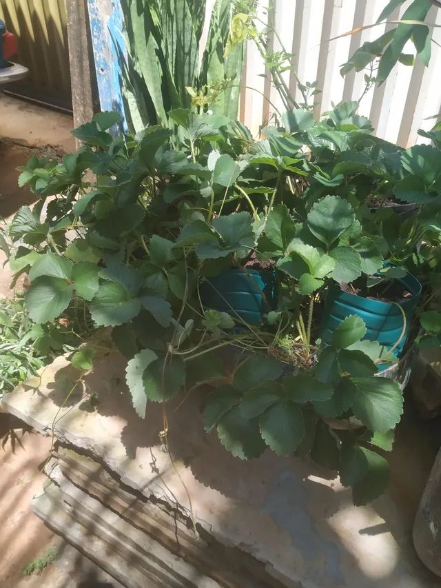 "mudas de morangos" no Brasil