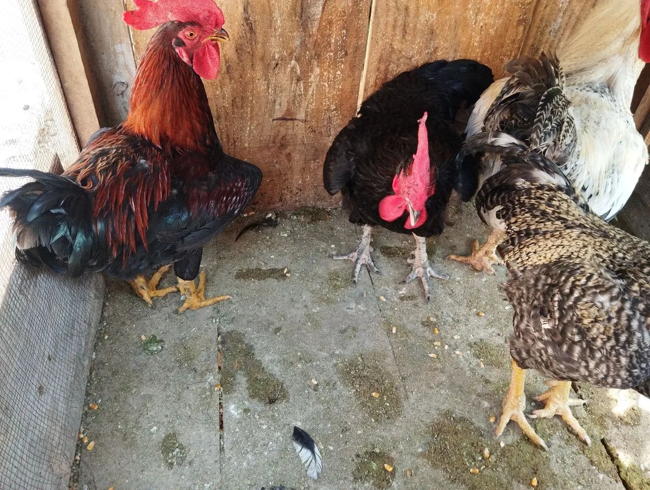 Galos caipira - Animais para agropecuária - Brisa Mar, Itaguaí ...