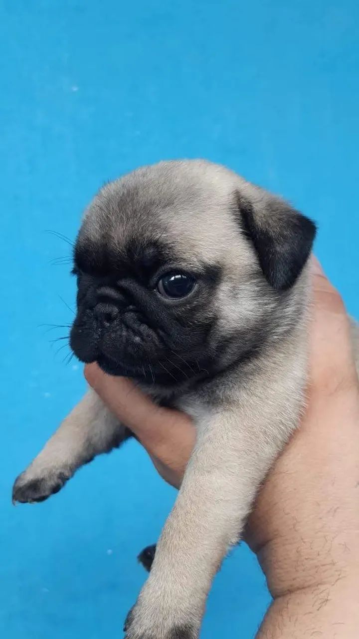 Pug fêmea mini - Cachorros - Campo Grande, Rio de Janeiro 1446894409 | OLX
