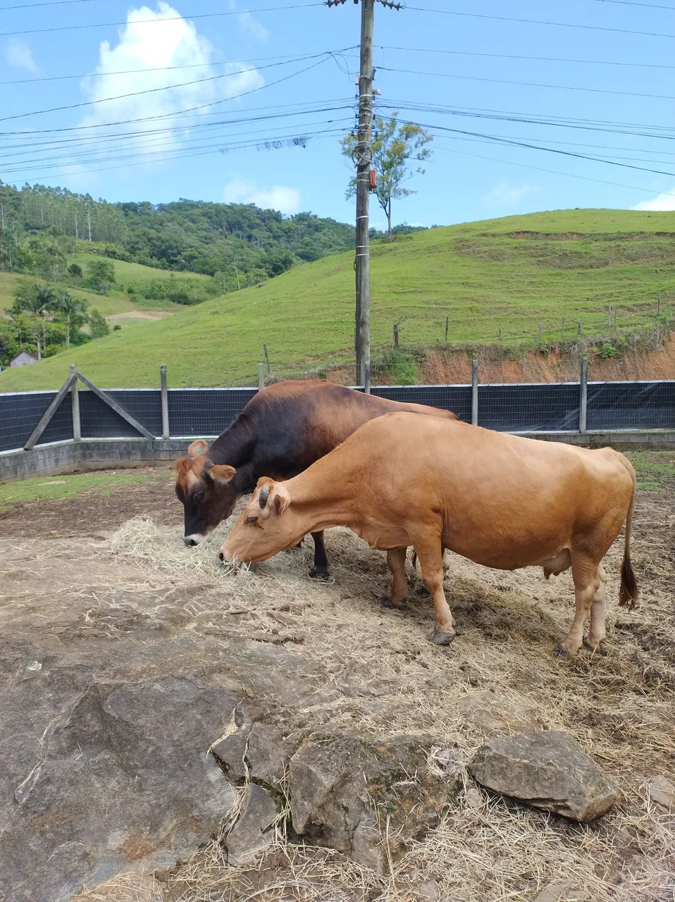 "mine vaca" no Brasil