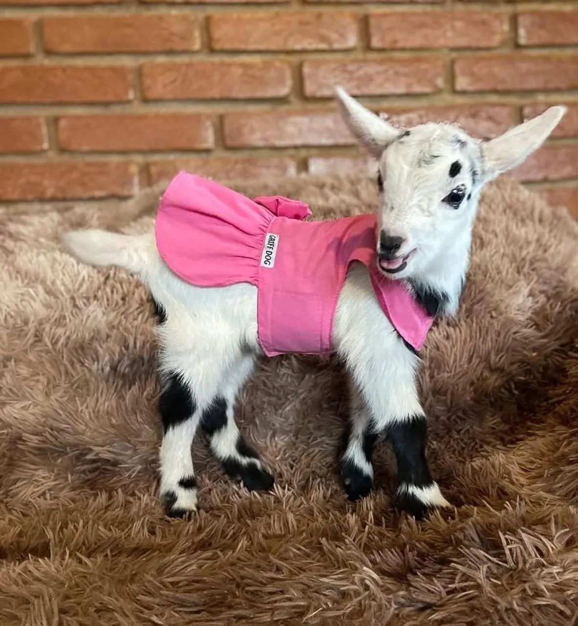 Belíssimas cabras pra corte e leite, no precinho! Chega pra loja ...