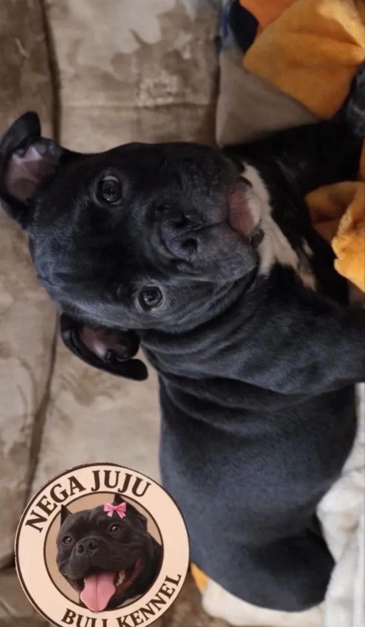 ? Filhote de American Bully Micro Black - Qualidade e Procedência ...