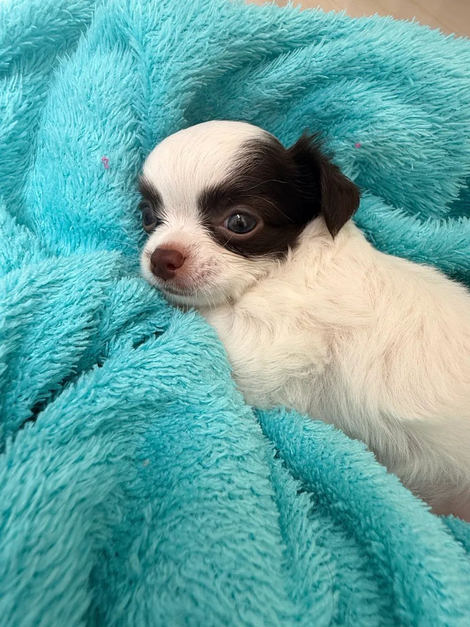 Chihuahua pêlo longo macho - Cachorros - Afogados, Recife 1472985882 | OLX