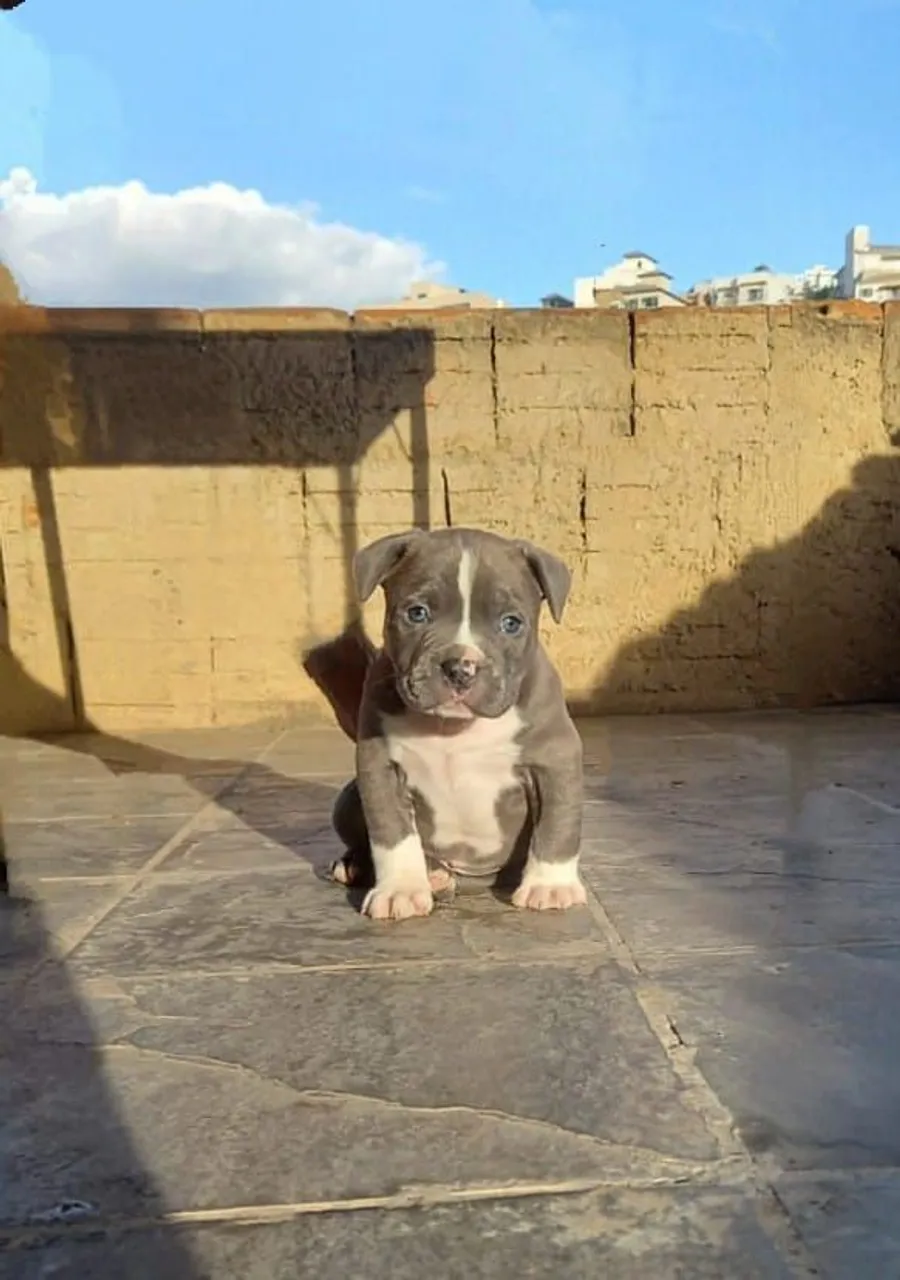 "filhotes de american bully" - Cachorros no Brasil