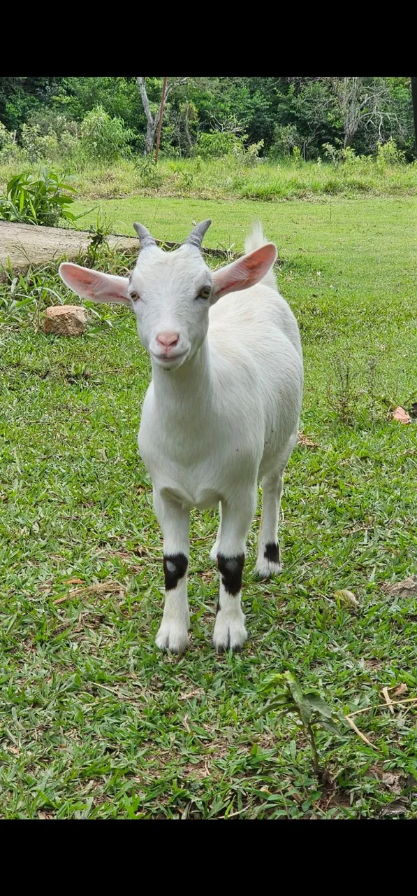 "mini cabras" no Brasil