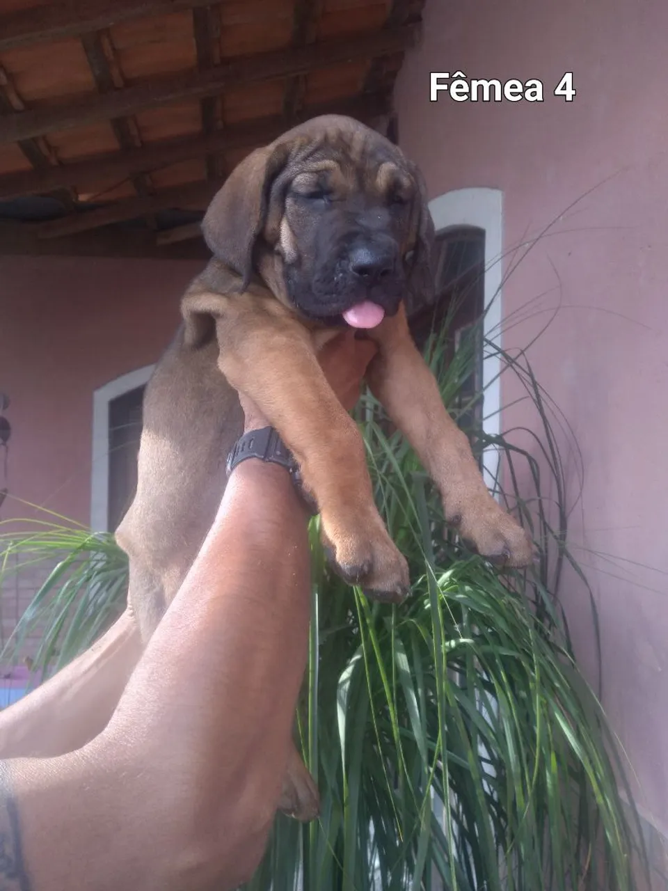 "fila brasileiros" no Brasil