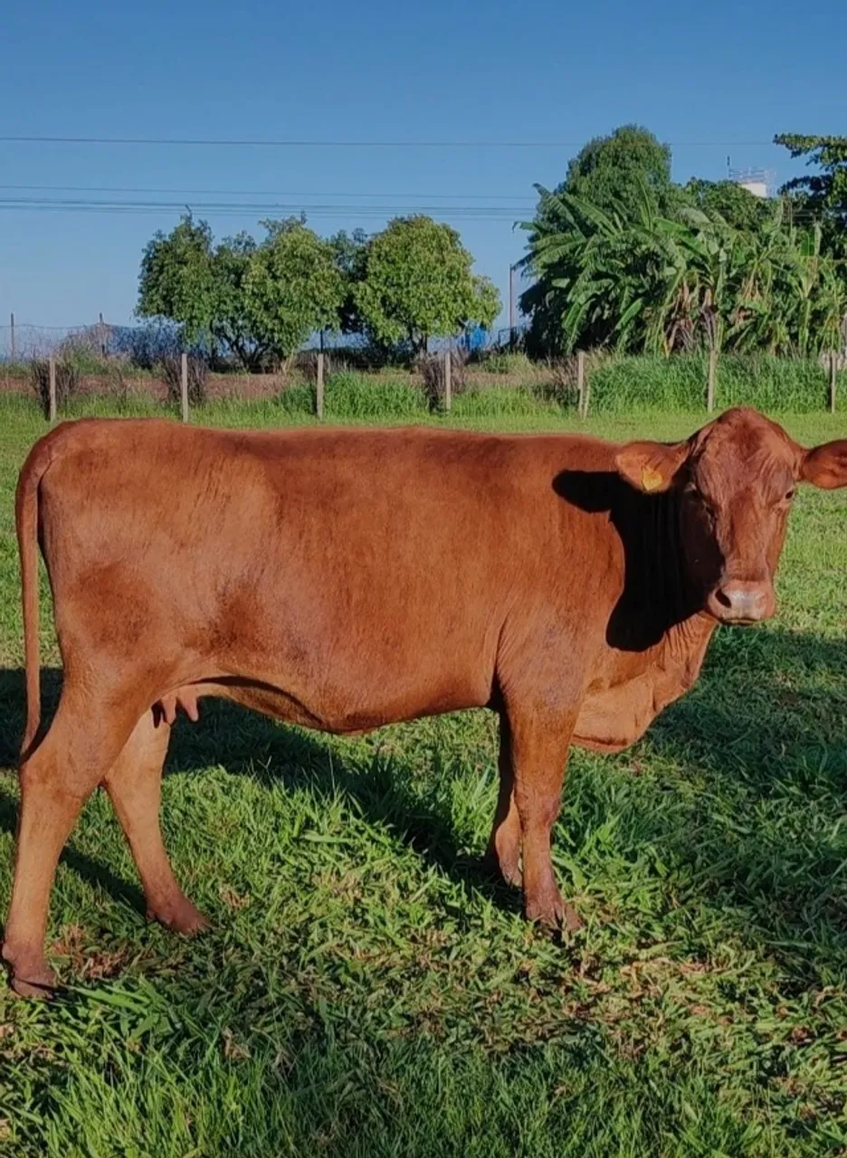 "bezerro angus" no Brasil