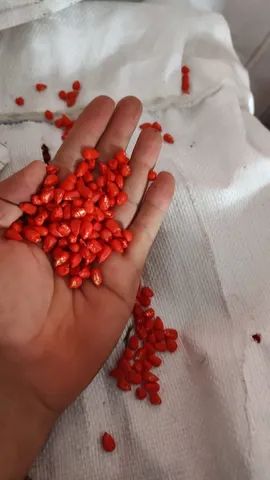 "saca de milho" no Brasil