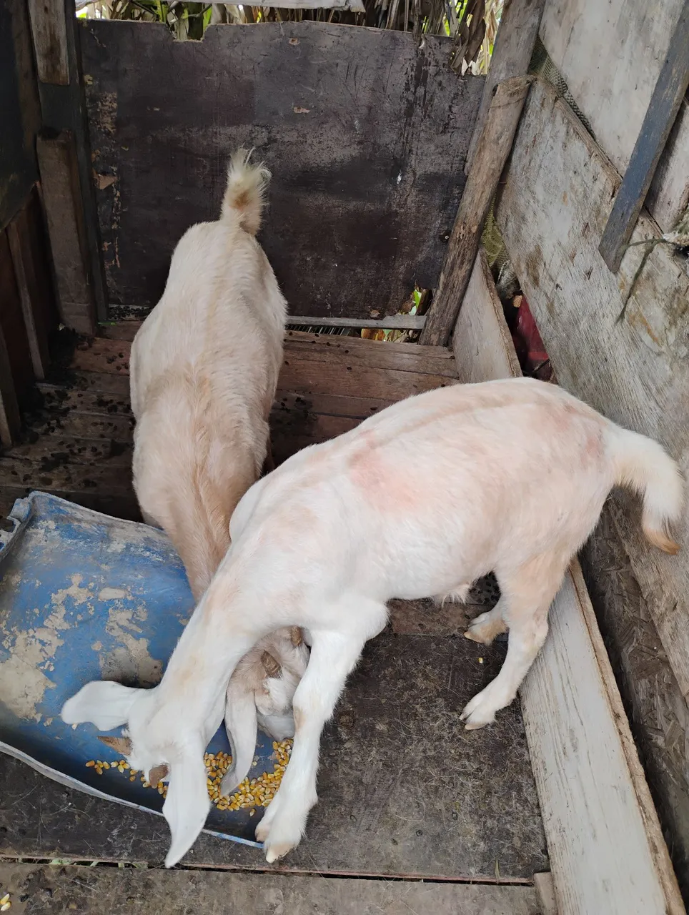 "bodes e cabras" no Brasil