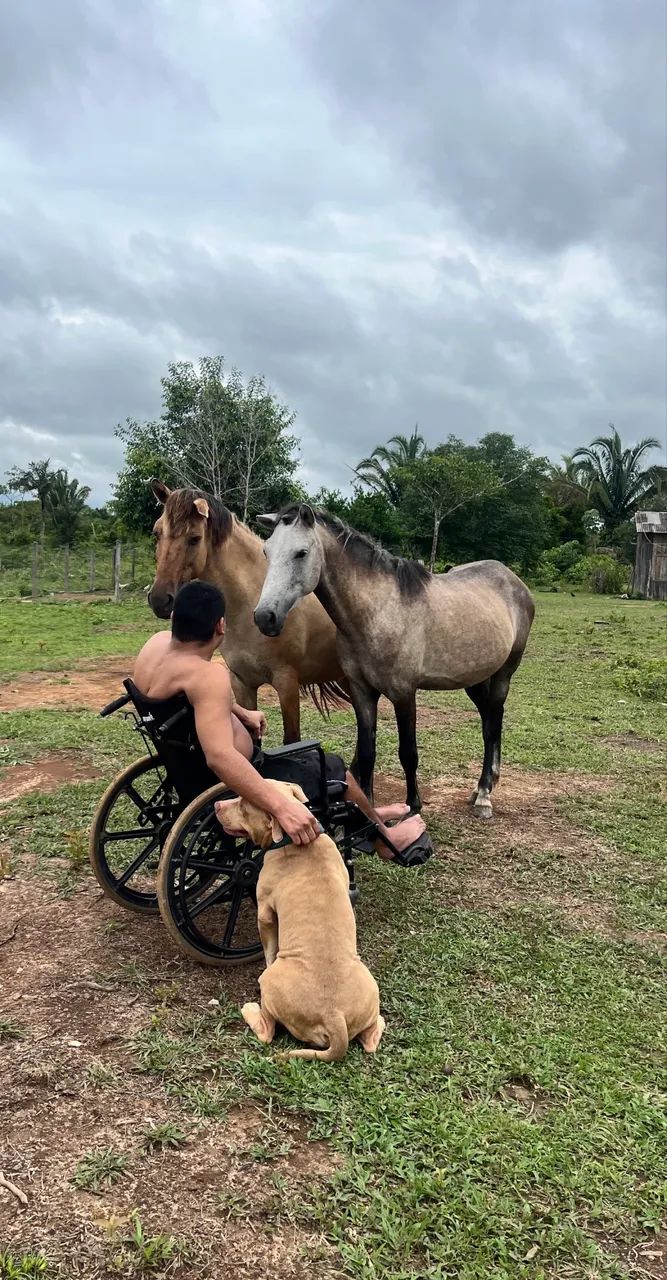 Vendo cavalo Tordilho - Animais para agropecuária - Jardim Santana ...