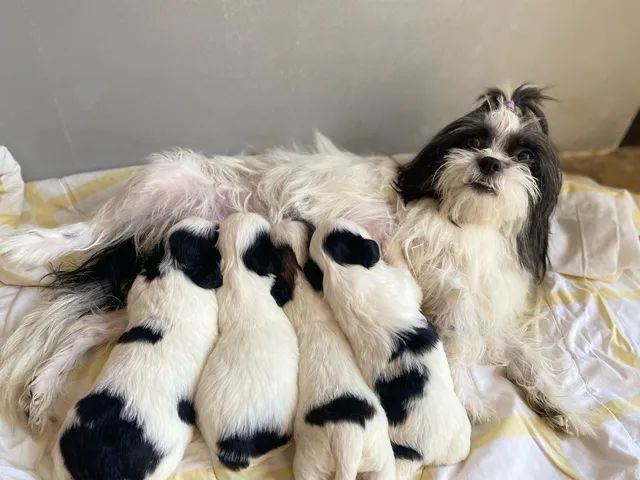 "mini lhasa apso" no Brasil